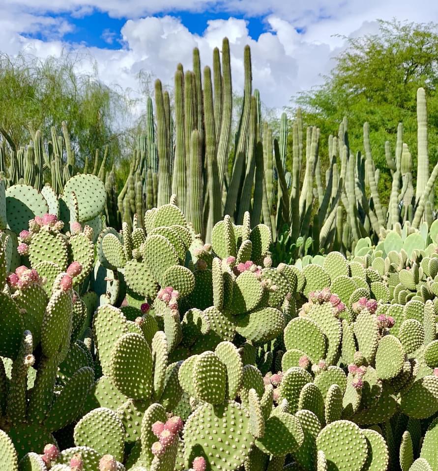 Coalesce in the Desert – Wind Kisses